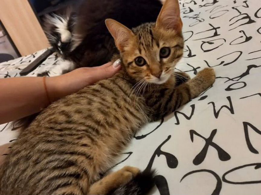 Котёнок метис бенгал