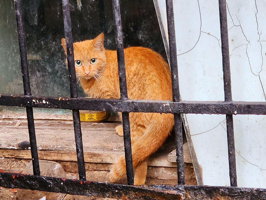 Рыжей зеленоглазой кошке нужен дом