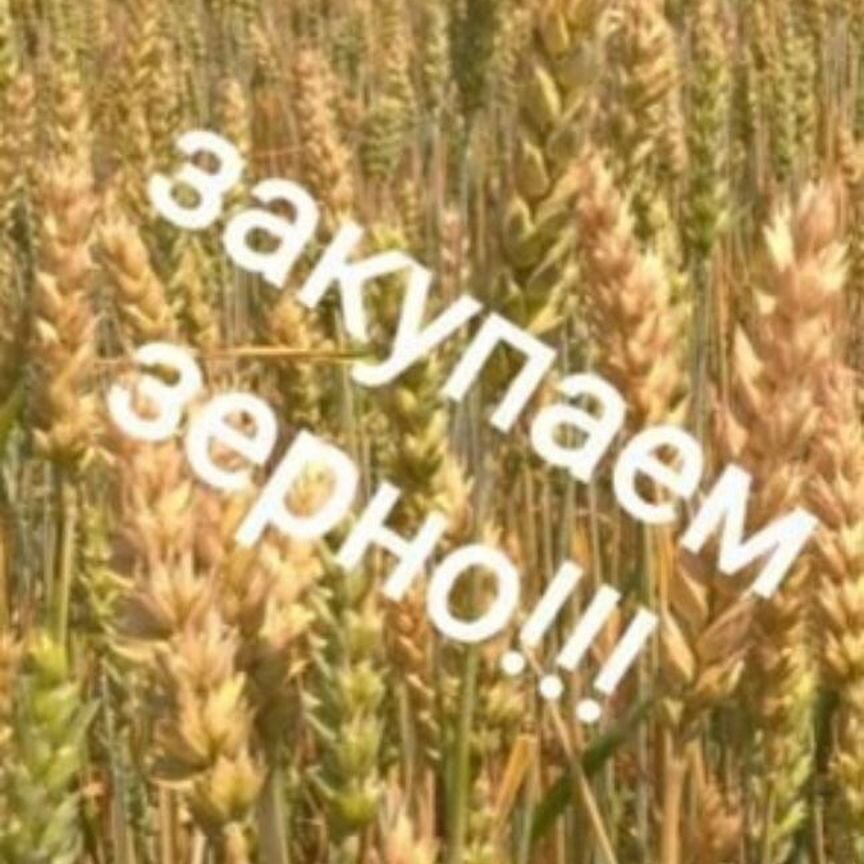 Пшеница фуражная оптом