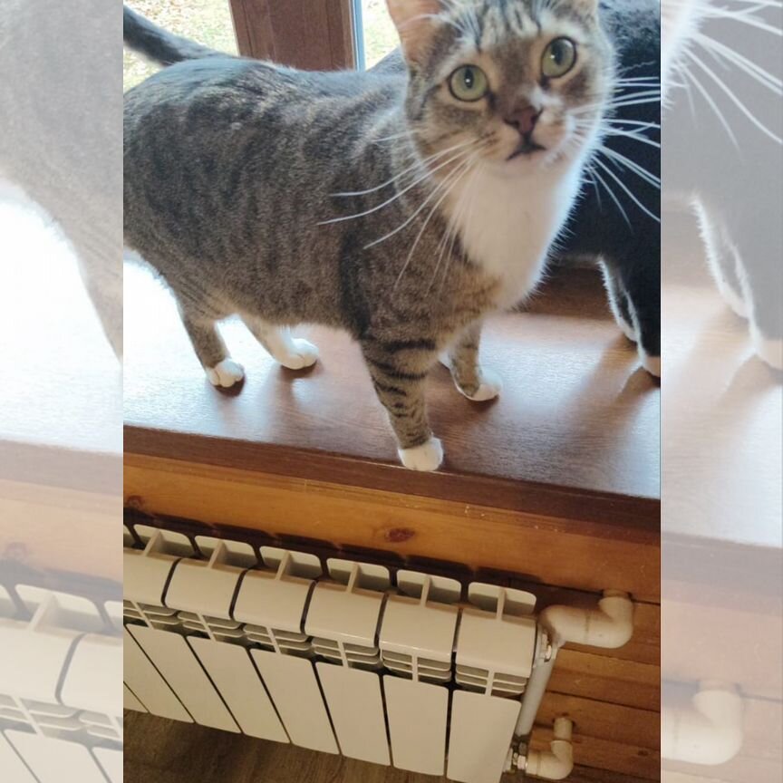 Зеленоглазый котик