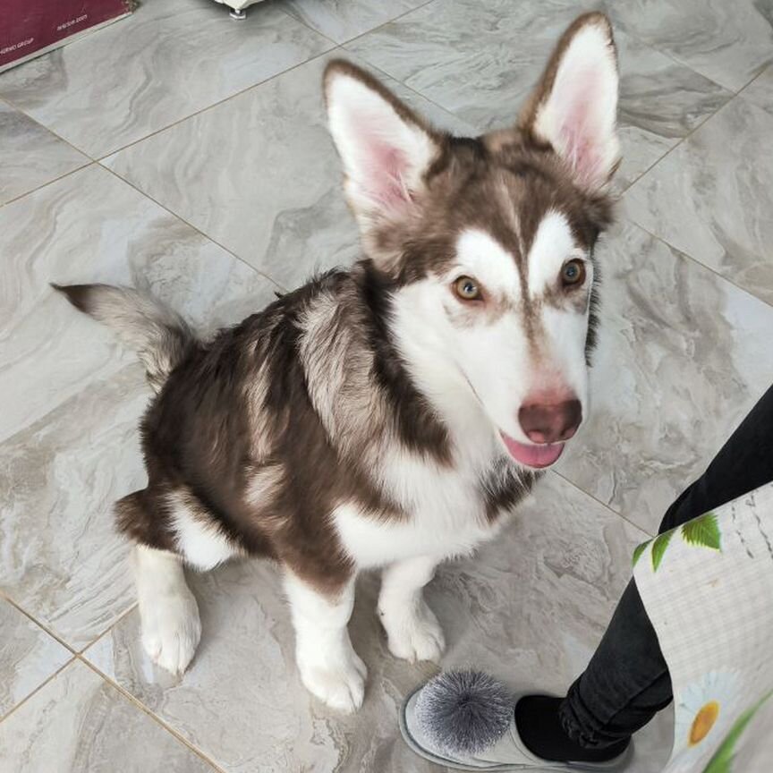 Аляскинский кли-кай, щенок