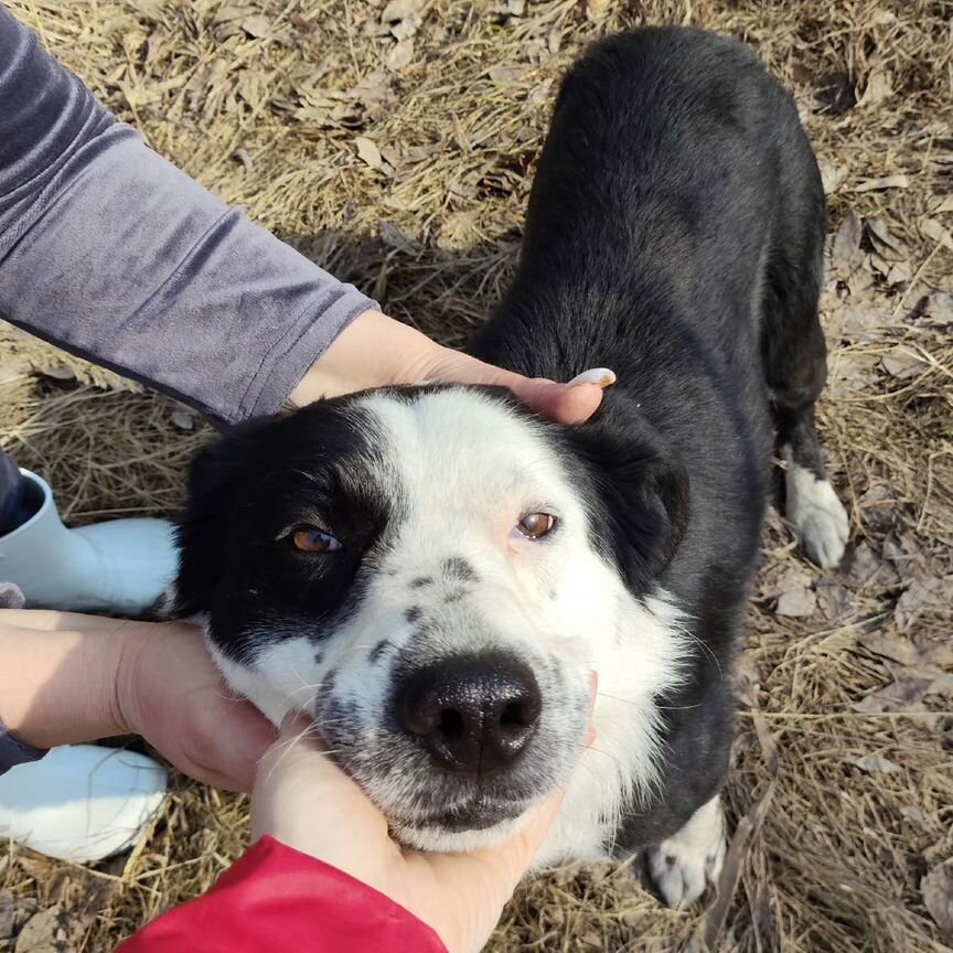 Взрослый пёс в добрые руки