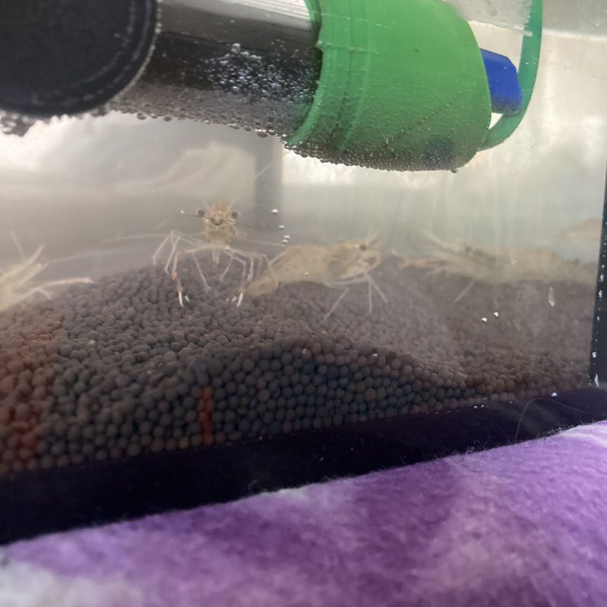 Креветка розенберга