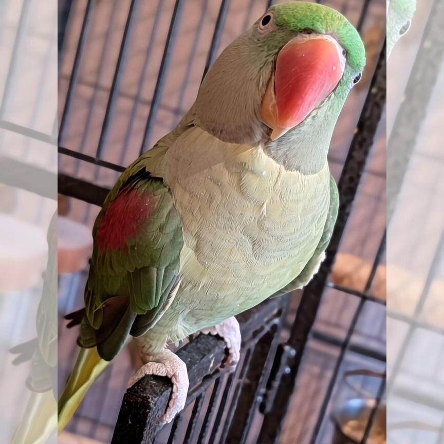 Александрийский попугай самка умная