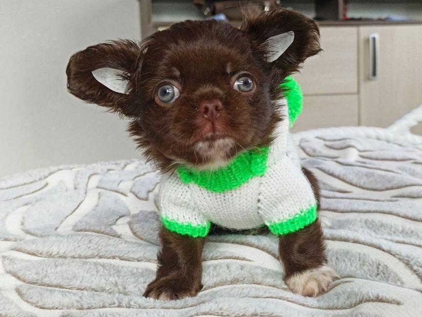 Шоколадный мачо - чихуахуа