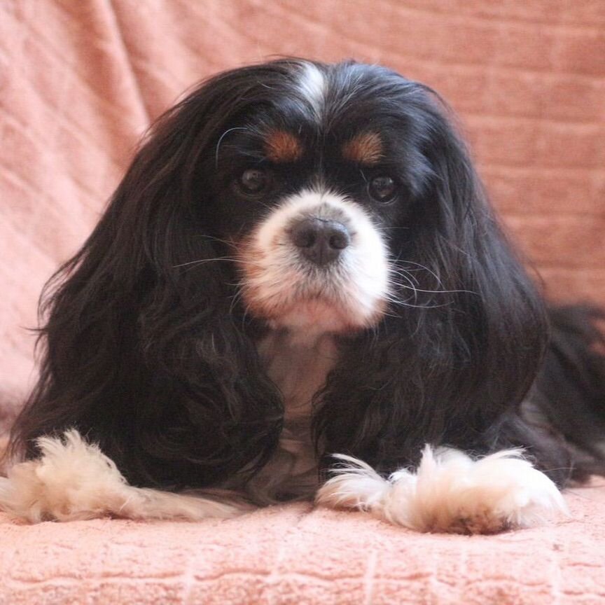 Щенки кавалер кинг чарльз спаниель