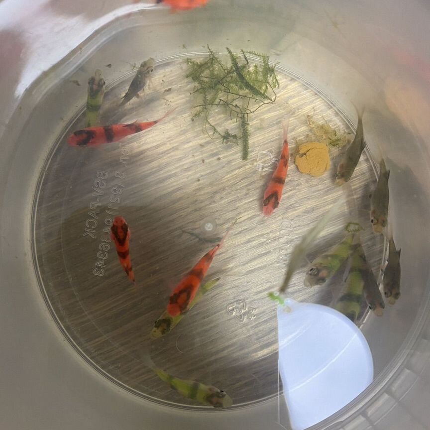 Аквариумные рыбы барбусы