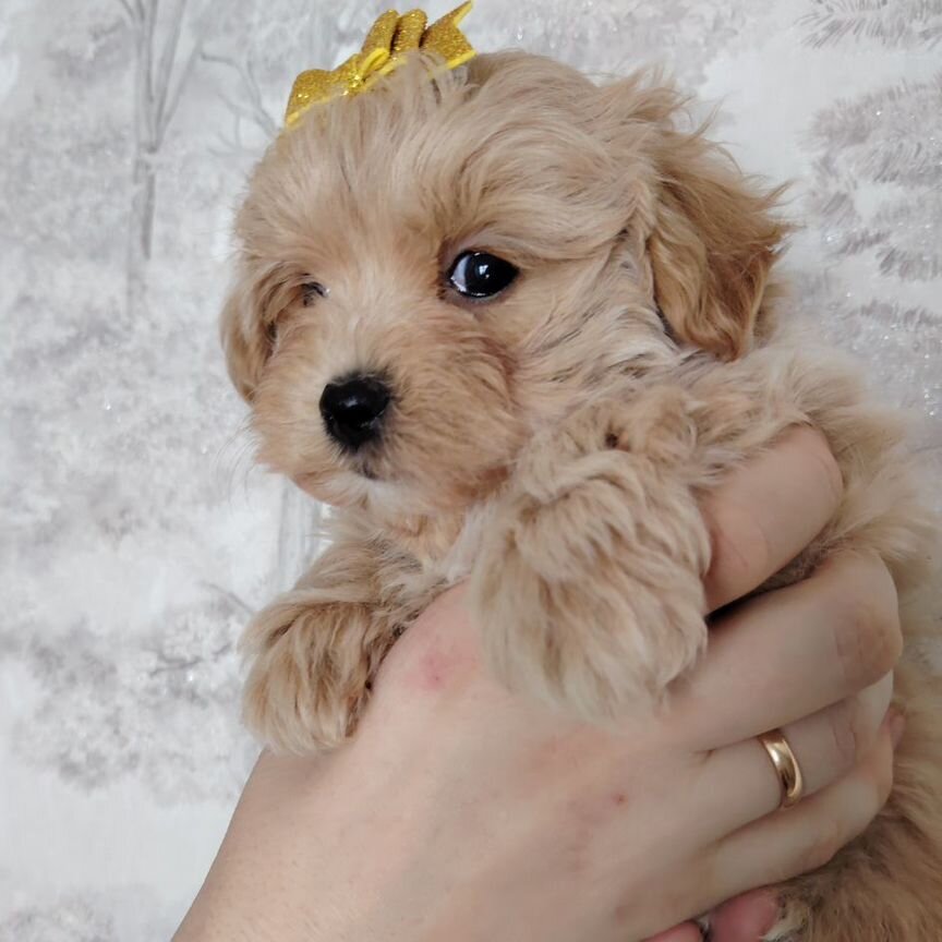 Мальтипу, щенок