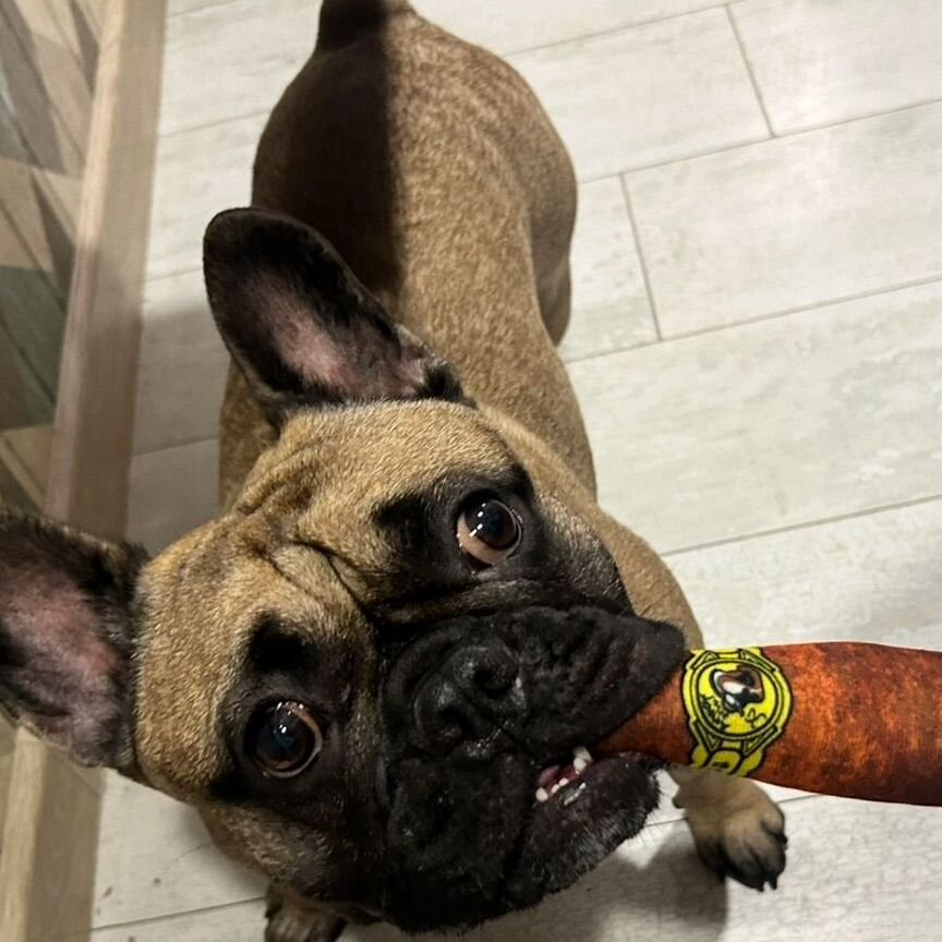 Аренда собаки террористки