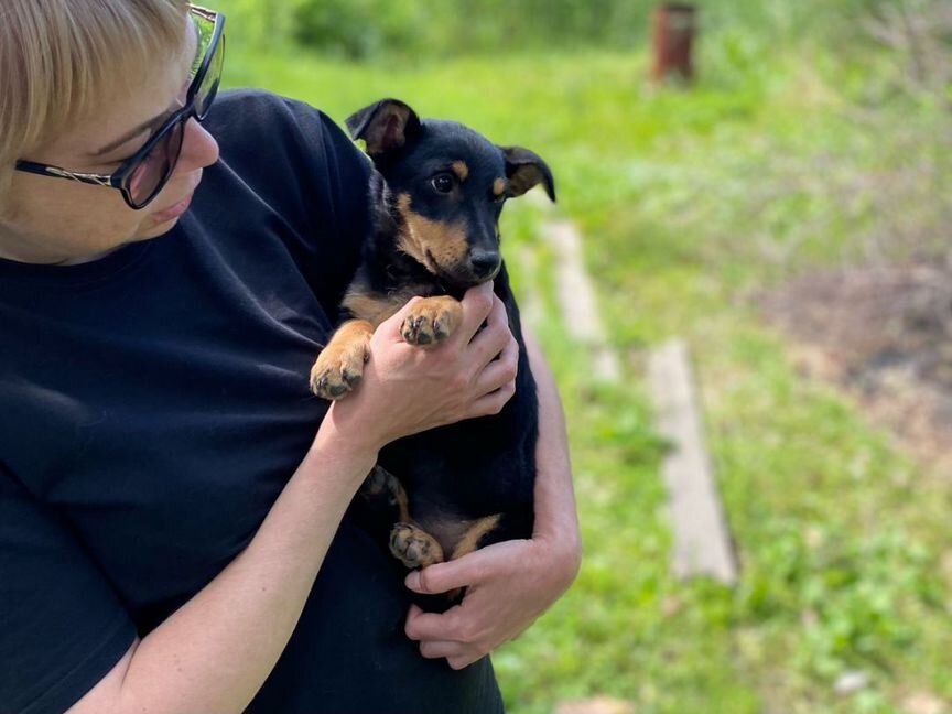 Таксо-пинчер Шпуля 4 мес