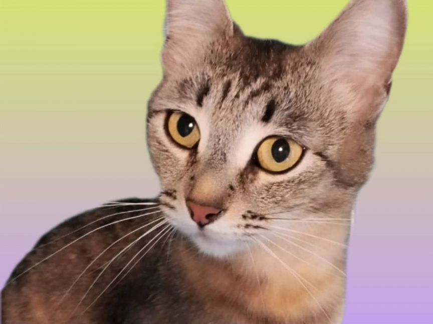 Ласковая нежная молодая кошечка в дар