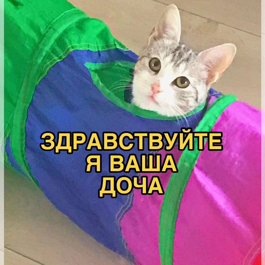 Котёнок в добрые руки