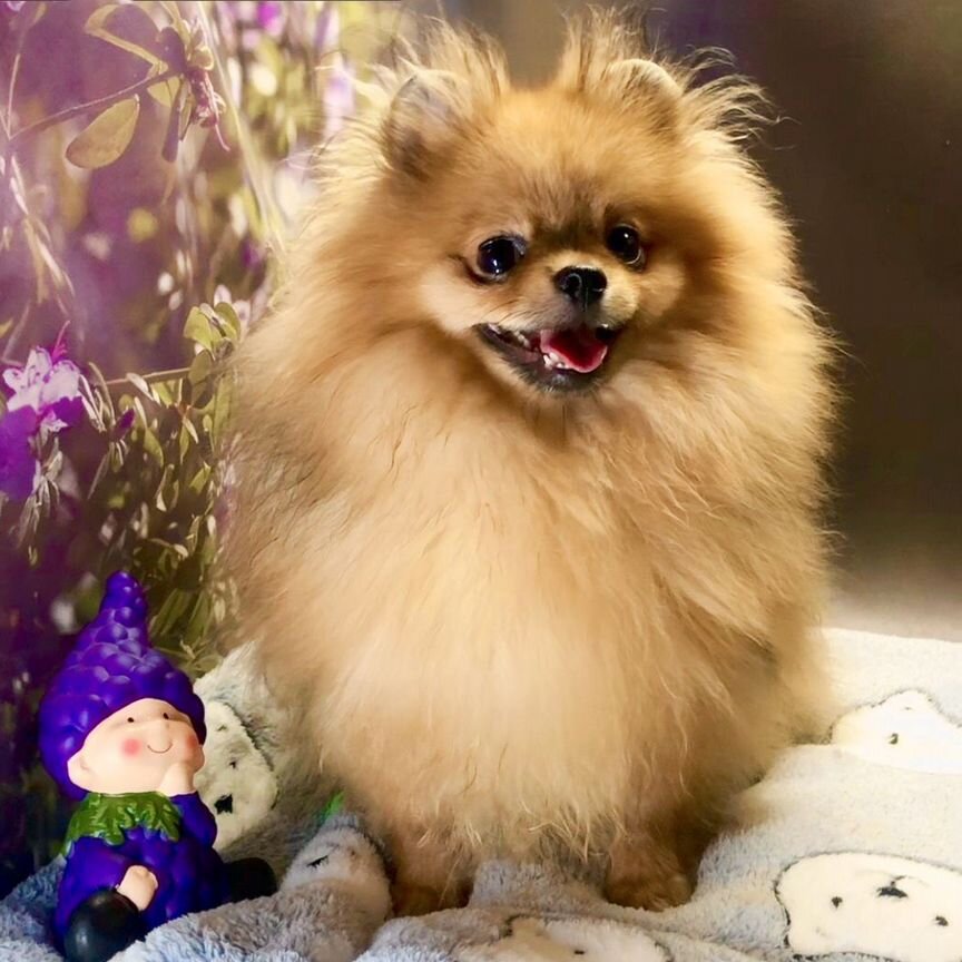 Померанский щпиц мини