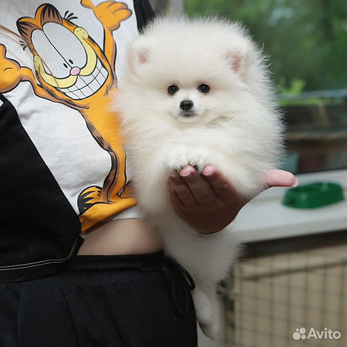 Бровки домиком, шерсти море