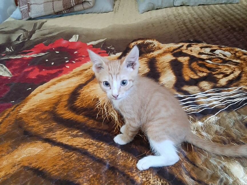 Бесплатно отдадим котёнка