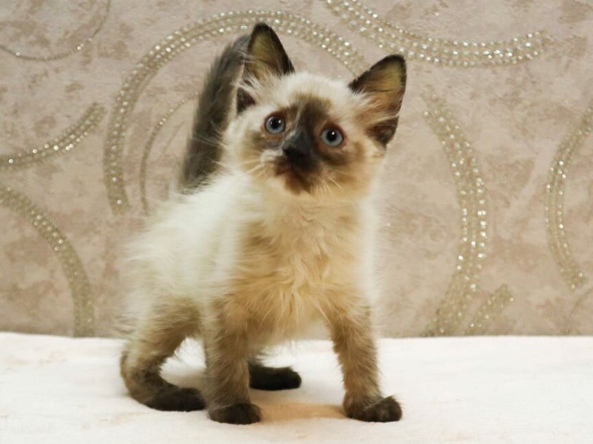 Красавица Молли ищет дом