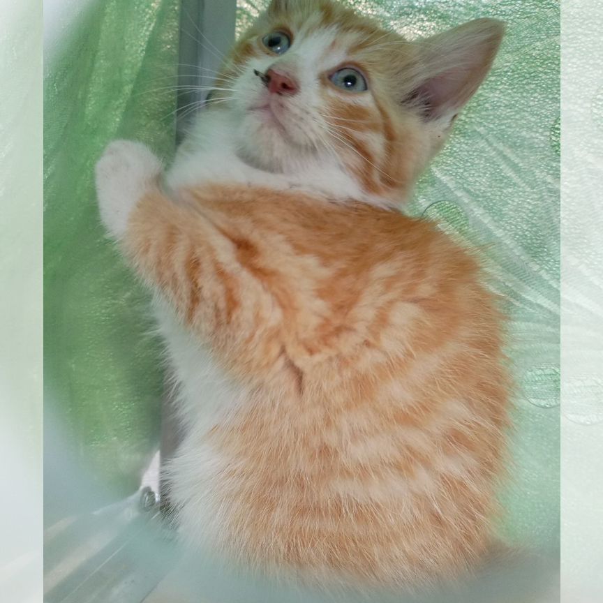 Котята пушистые рыжие