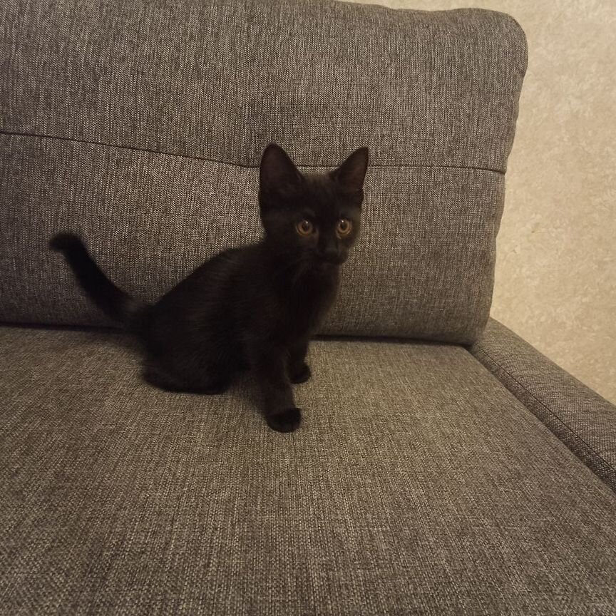 Котята, кошечка
