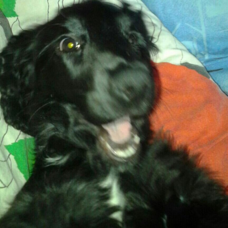 Английский коккер спаниель для вязки