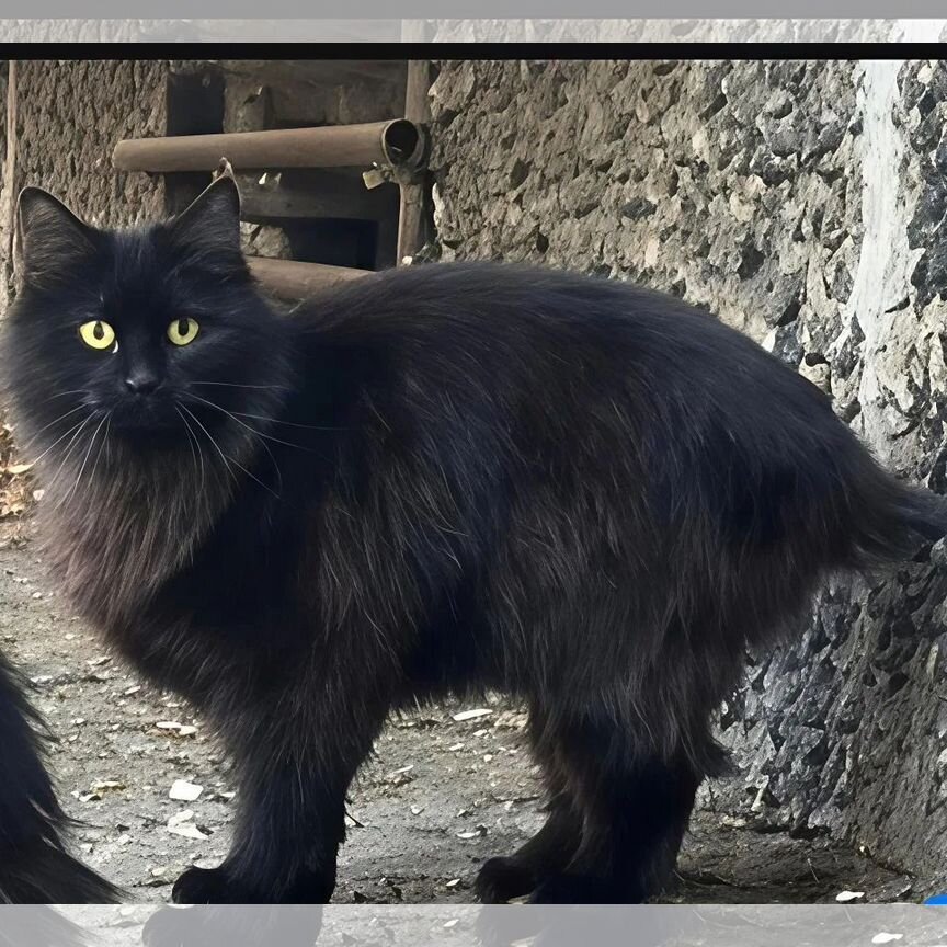 Взрослая, кошка в добрые руки