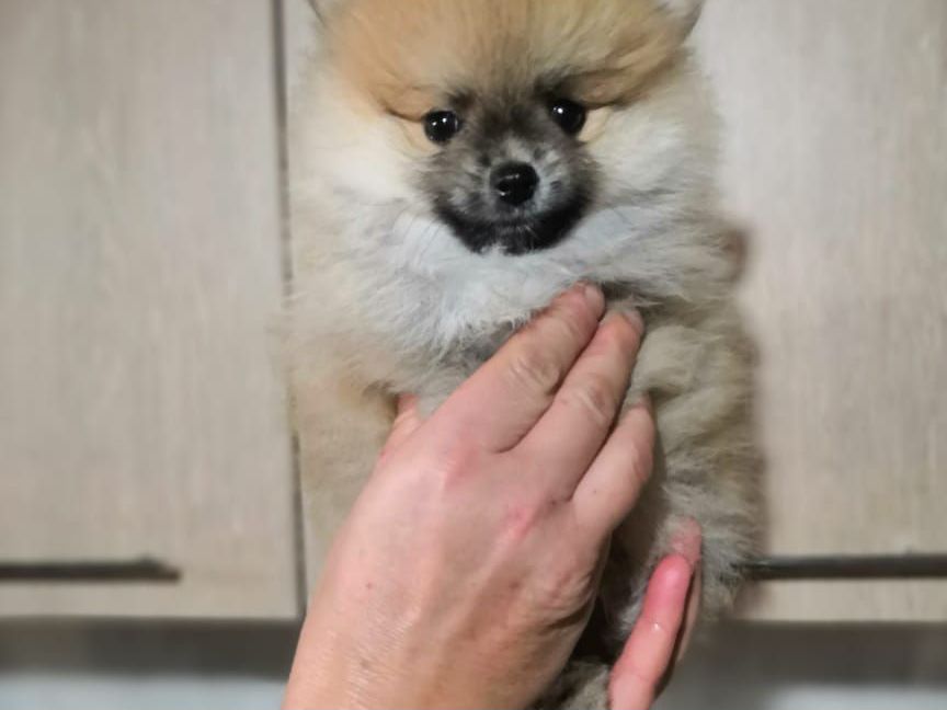 Щенки немецкого шпица