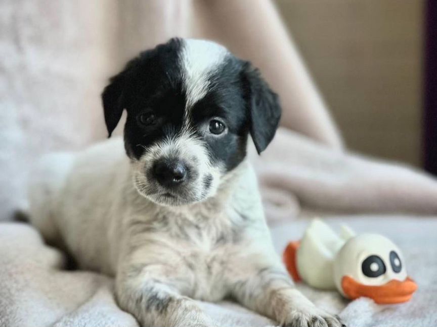 Собака щенок в добрые руки бесплатно