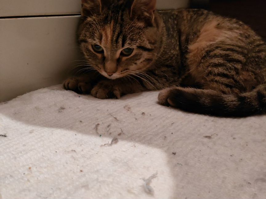 Мусенька ищет маму