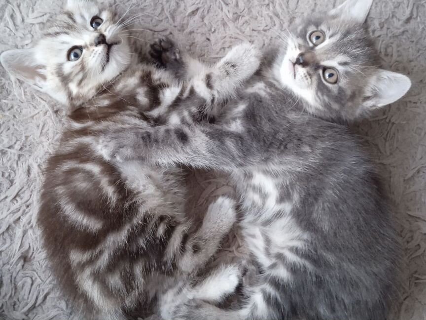 Шотландские прямоухие котята