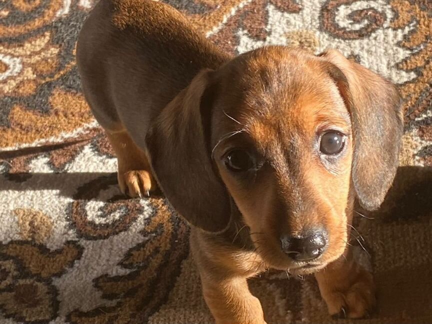 Кроличья такса