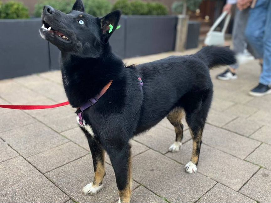 Дрессированная хаски + овчарка в добрые руки