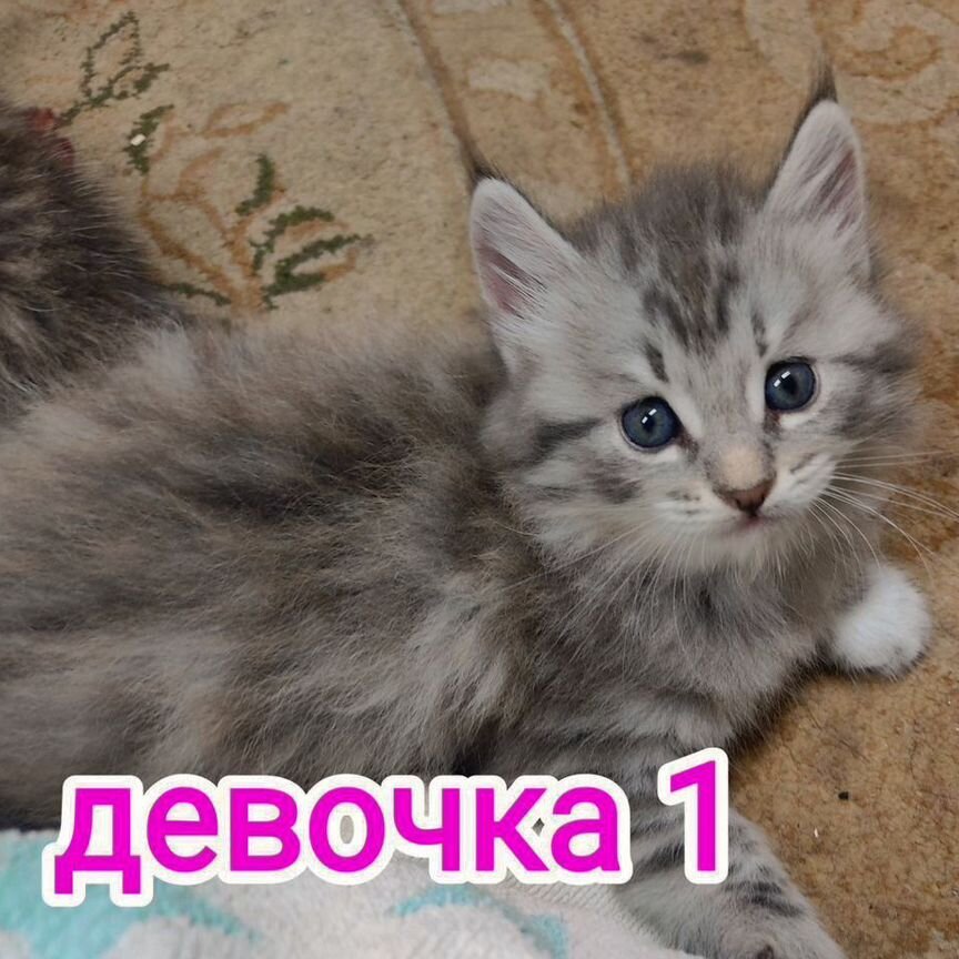 Котята