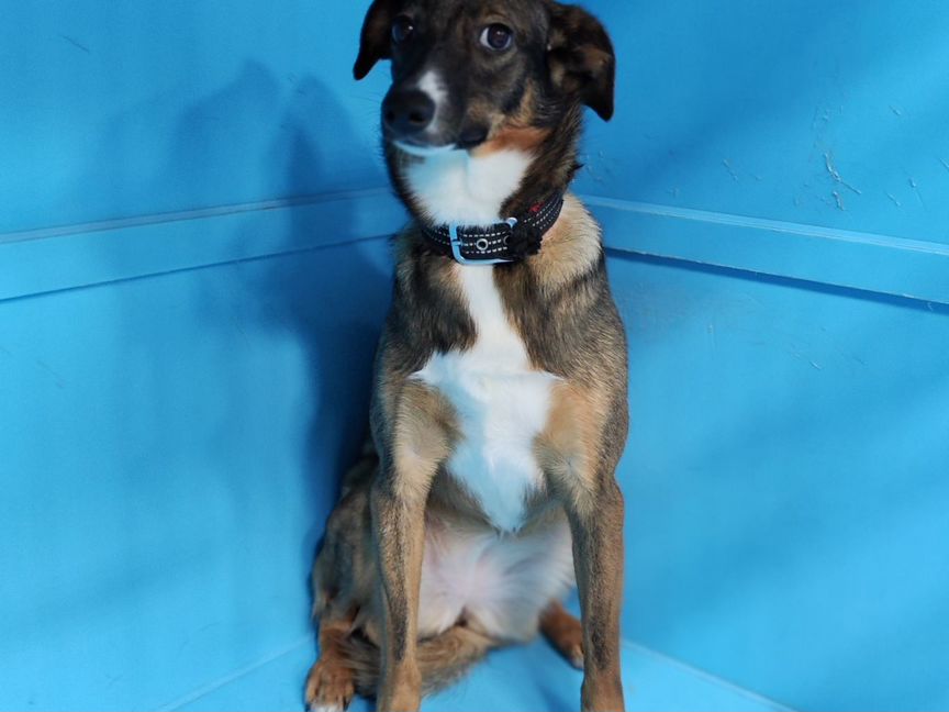 Есть ли шанс у собаки Поночки