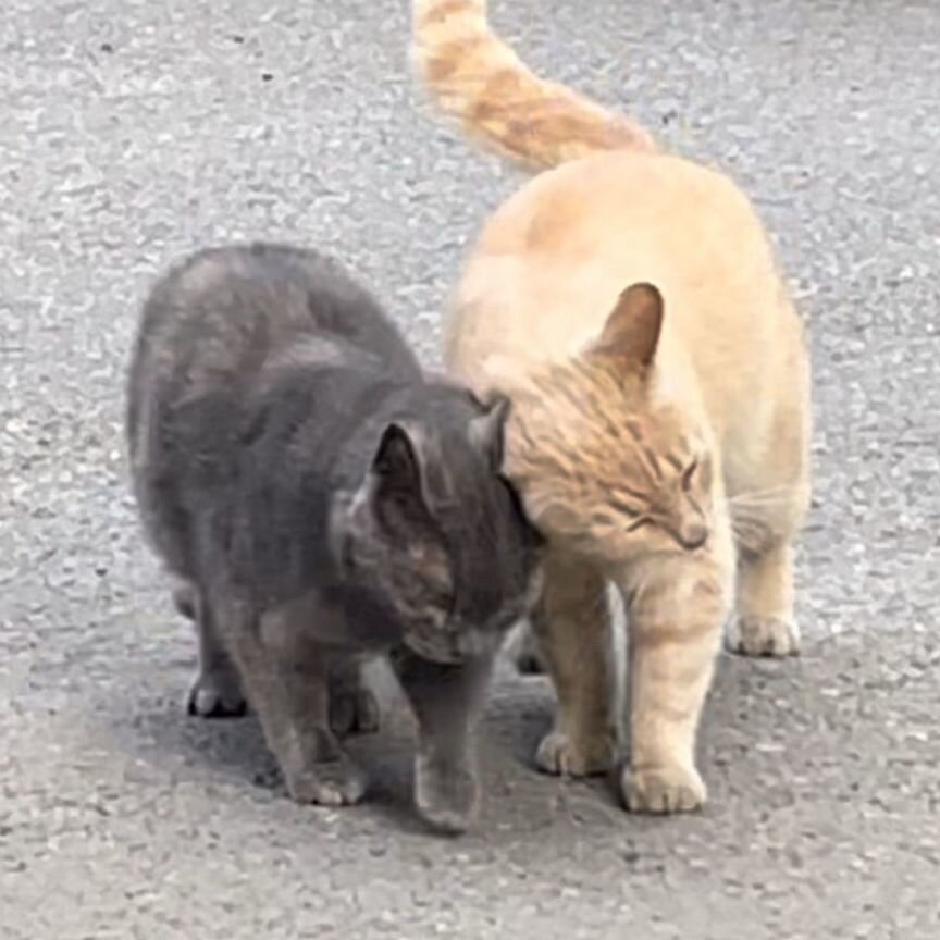 Мама с дочкой кошечки вдвоём 4 и 3 года