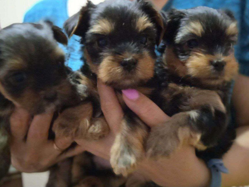 Йоркширский терьер щенки