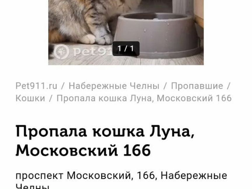 Потерялась кошка,52кс 34 дом