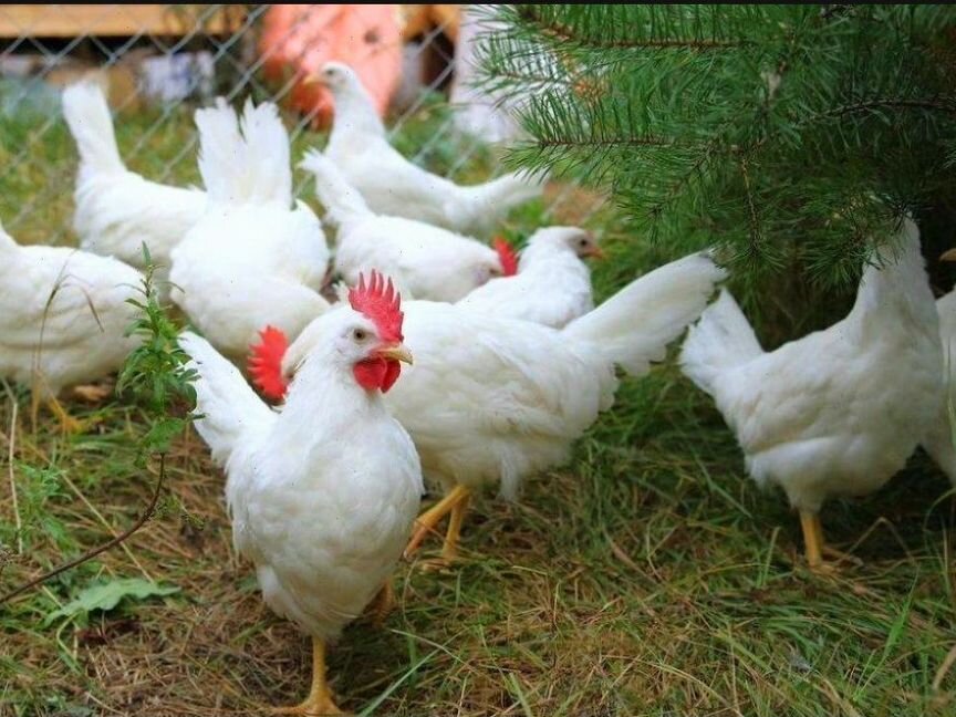 Курицы несушки