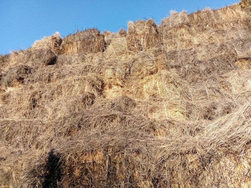 Сено в тюках