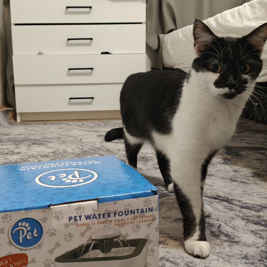 Фонтанчик, игрушки, миски для котят