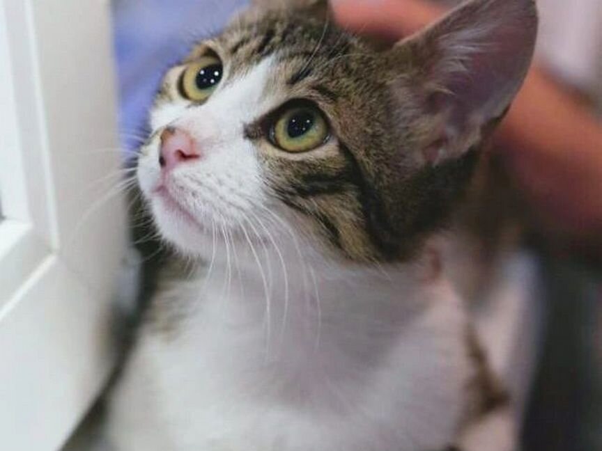 Котенка Генри из приюта не замечают