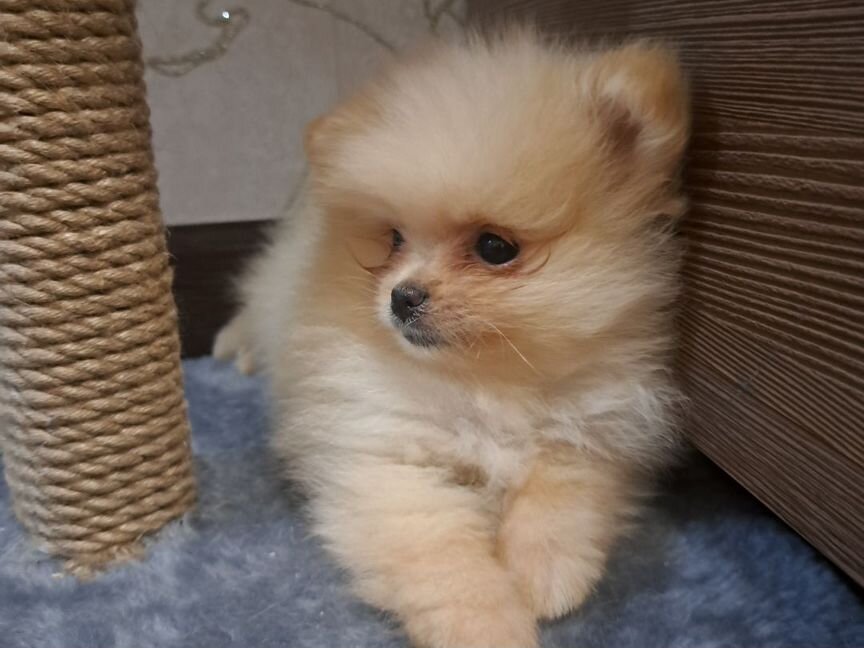 Померанский шпиц