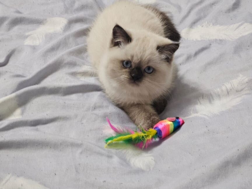 Шотландская прямоухая кошка