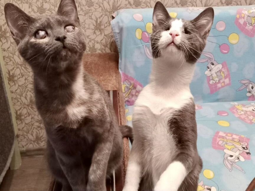 Особенным котятам нужен дом