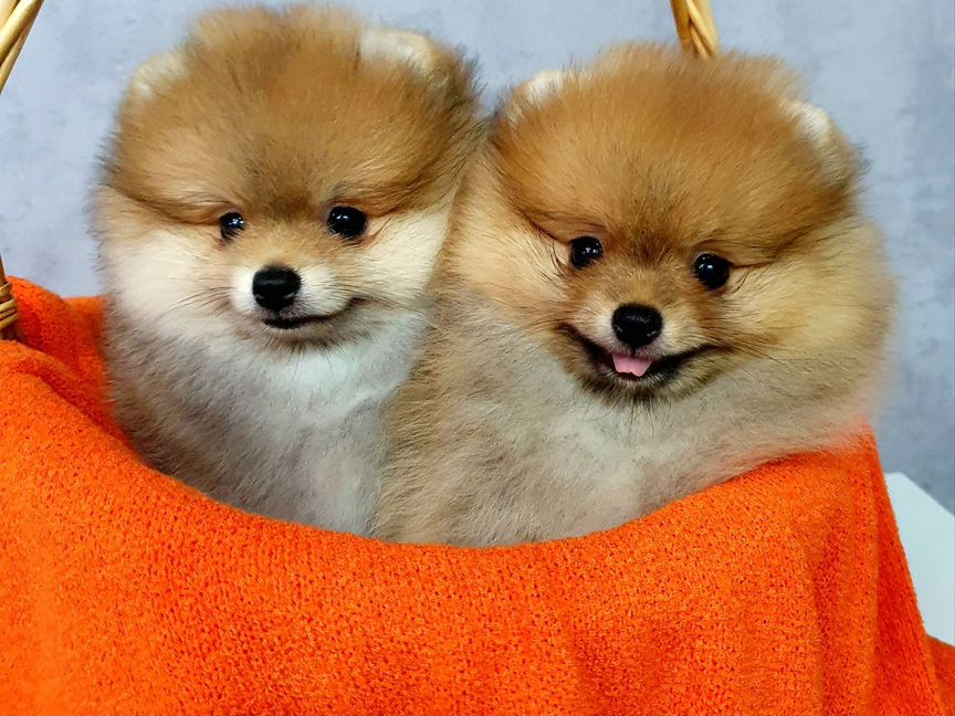 Щенки шпица