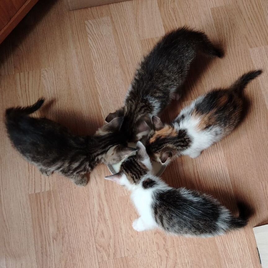 Котята