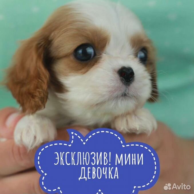 Эксклюзивная мини кавалерочка с документами