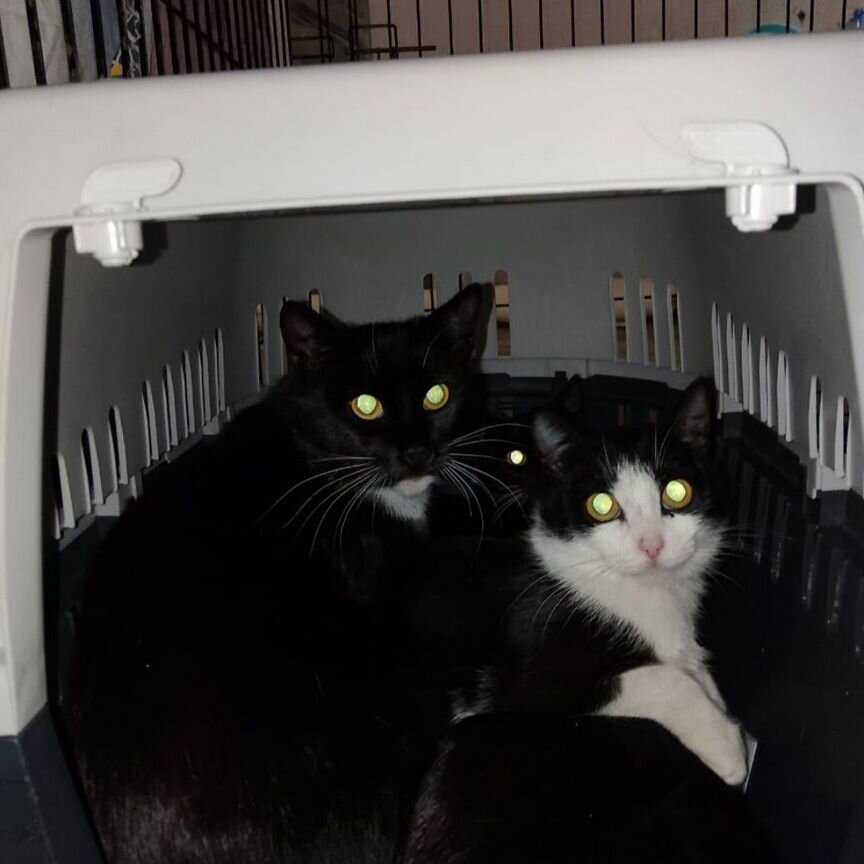 Котикам и кошечкам очень нужен дом