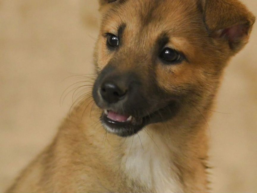 Щенок Линда в добрые руки