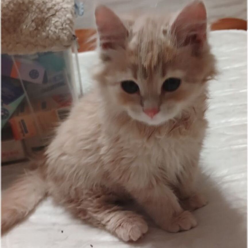 Котёнок в добрые руки