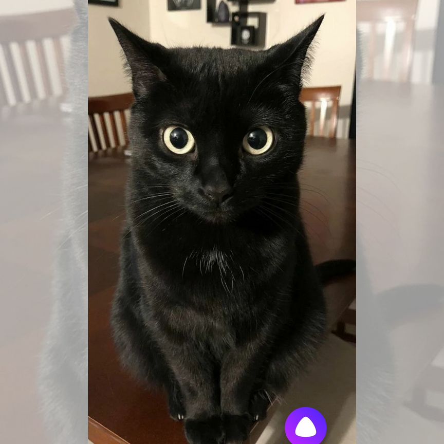 Кошка в дар