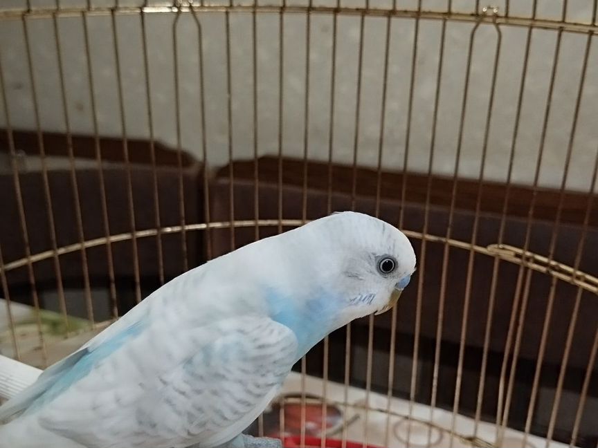Волнистый попугай с клеткой